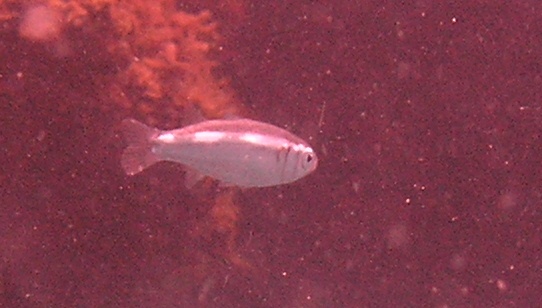 Little silver fish in the Gulf of Mexico | ScubaBoard